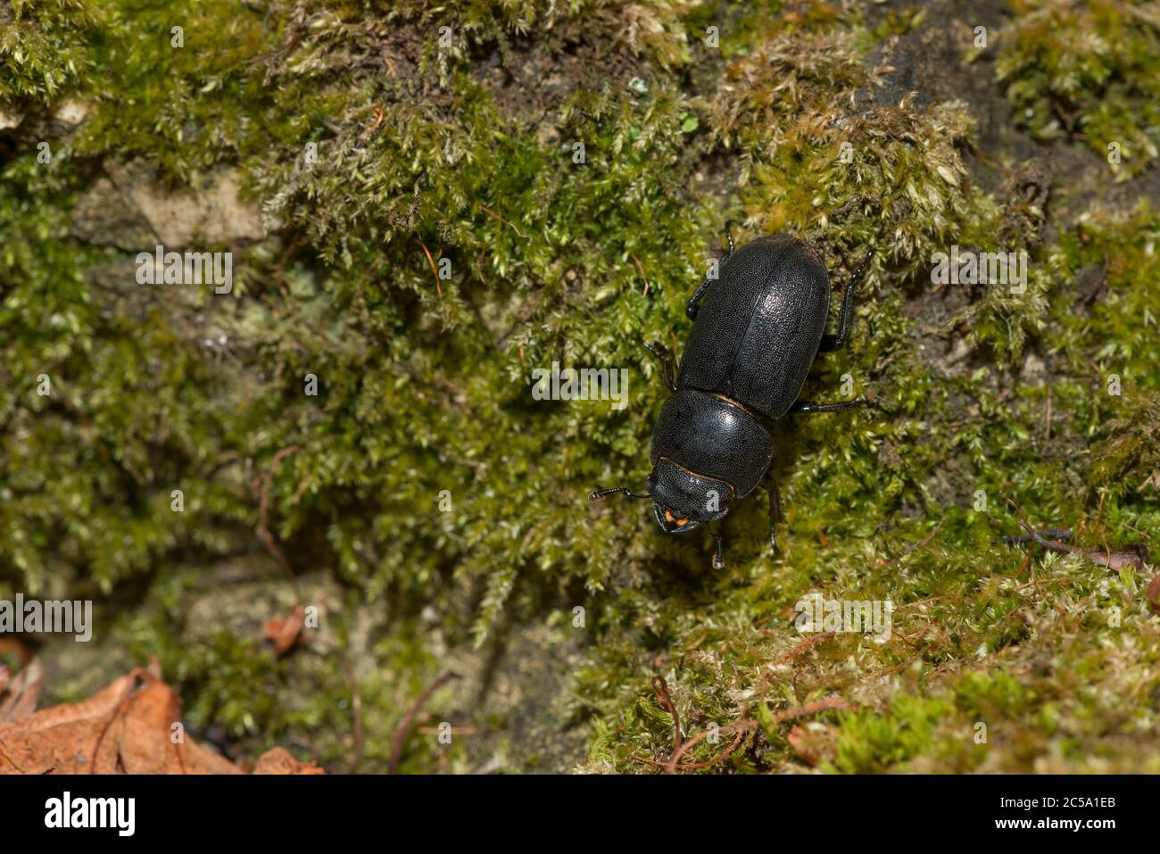 Dorcus parallelipipedus, the lesser stag beetle various poses of ...