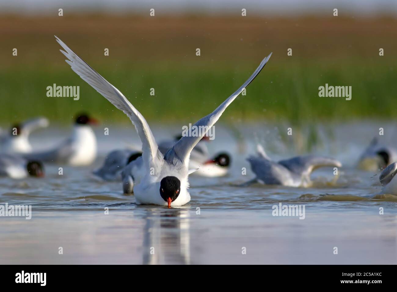 Nature and birds. White Gulls. Blue green nature background. Bird ...