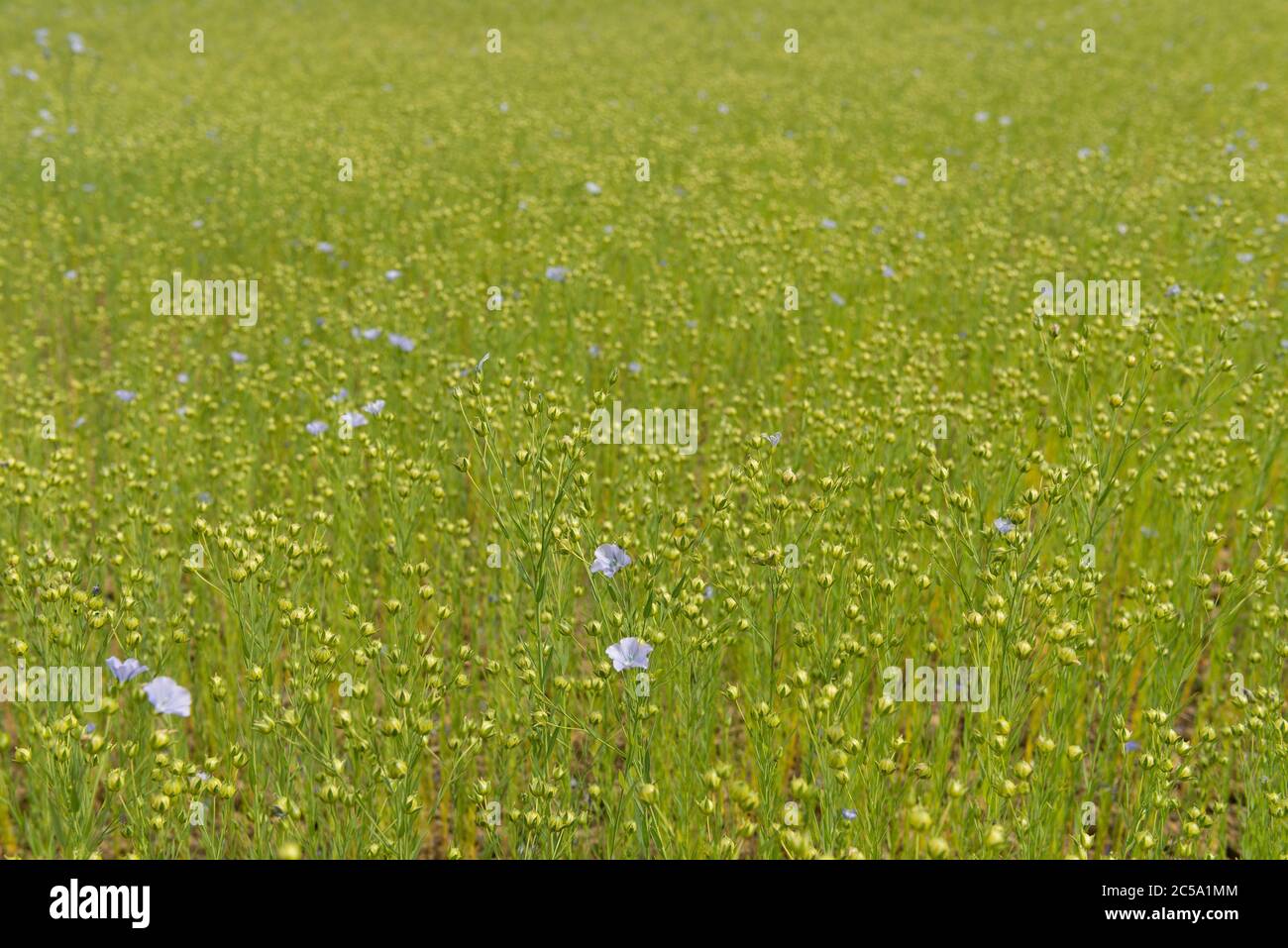 Flax seed pods hi-res stock photography and images - Alamy