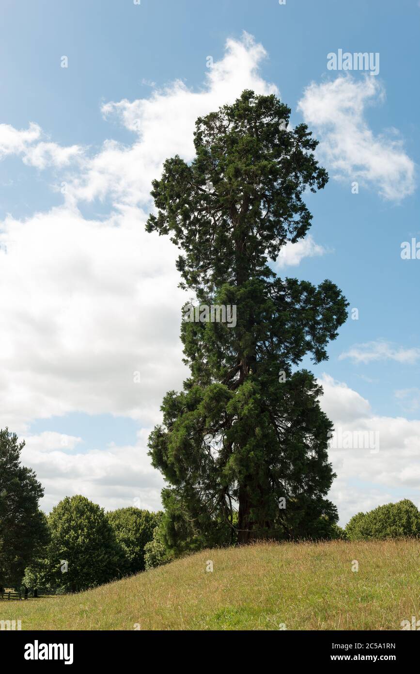 Wellingtonia tree hi-res stock photography and images - Alamy