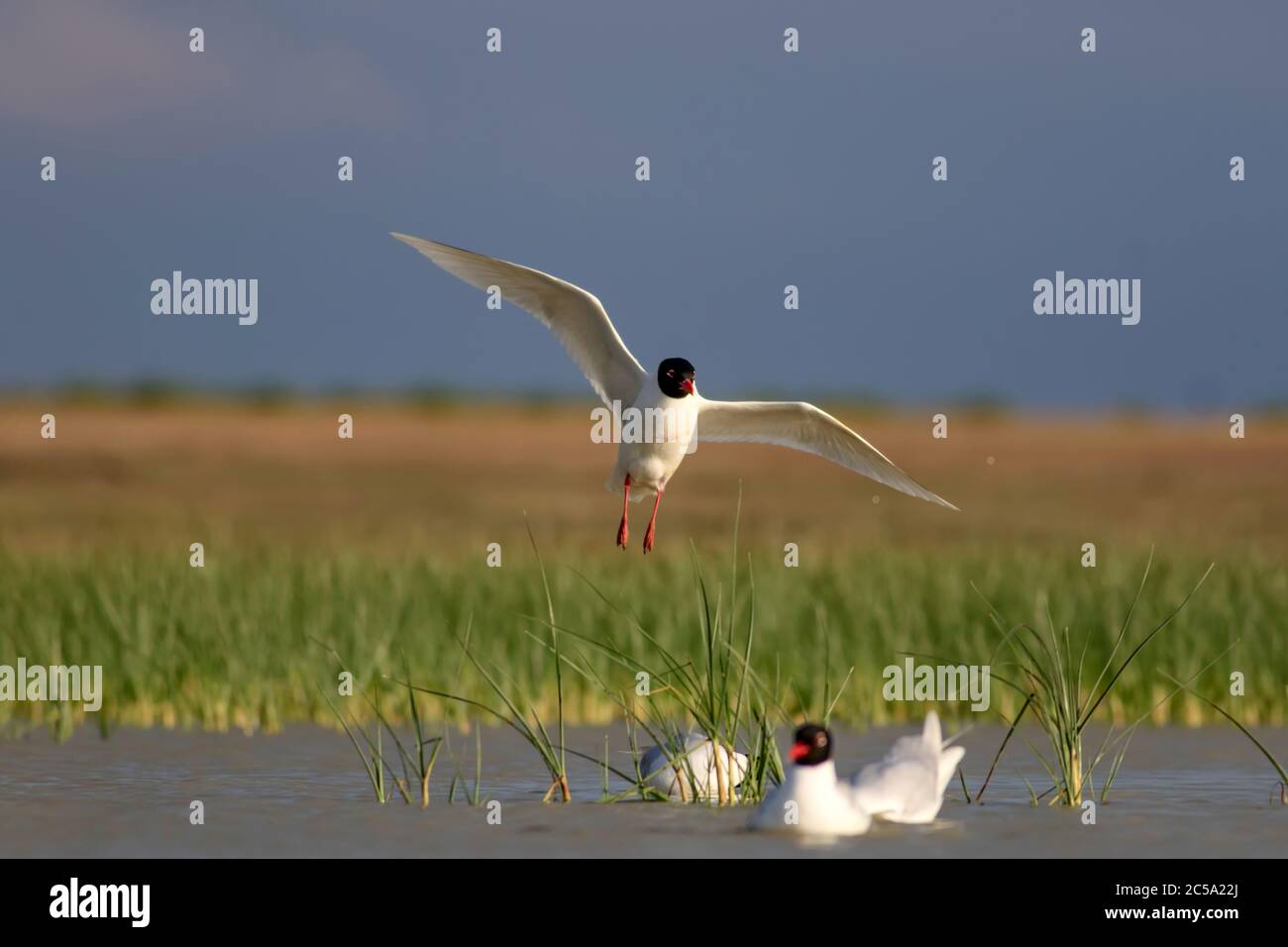 Nature and birds. White Gulls. Blue green nature background. Bird ...
