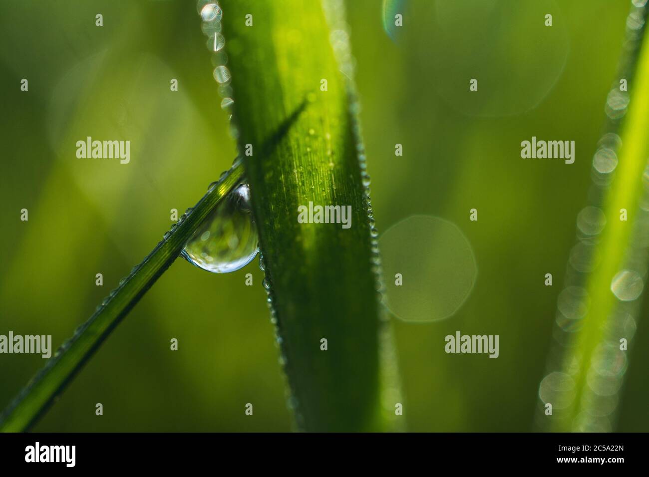 Shallow focus closeup shot of a droplet of dew on the grass with bokeh ...