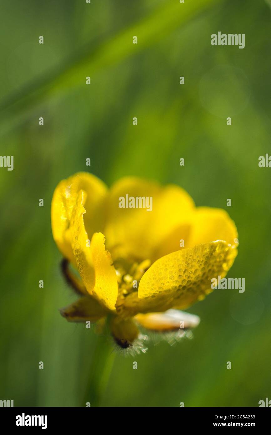 Vertical shallow focus closeup shot of a yellow buttercup flower in ...