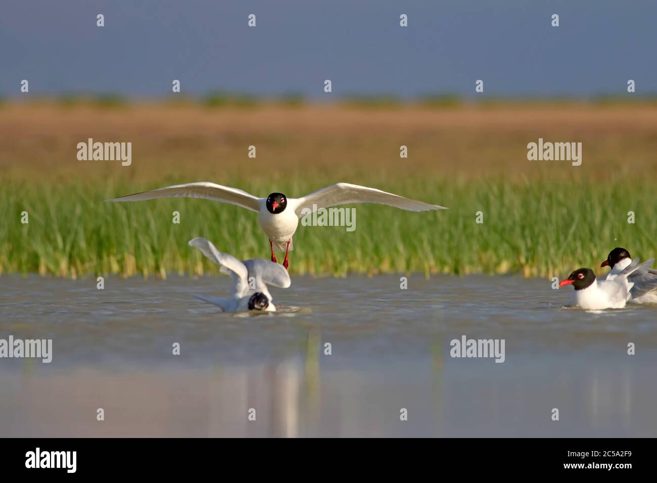 Nature and birds. White Gulls. Blue green nature background. Bird ...