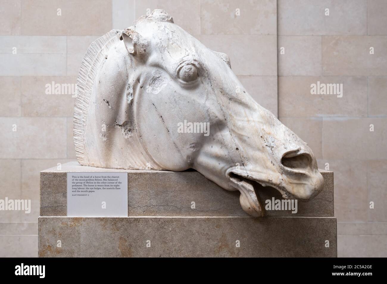 The Horse of Selene, part of the Elgin Marbles exhibited at the British ...