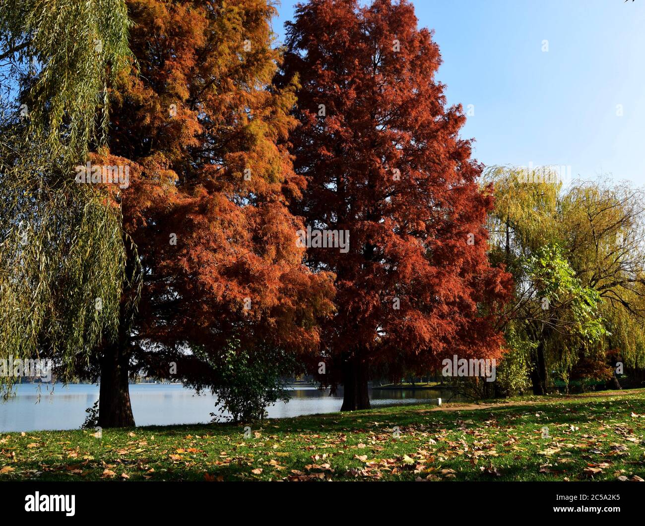 Autumn landscape with peaceful and colorful trees in Herastrau Park or ...