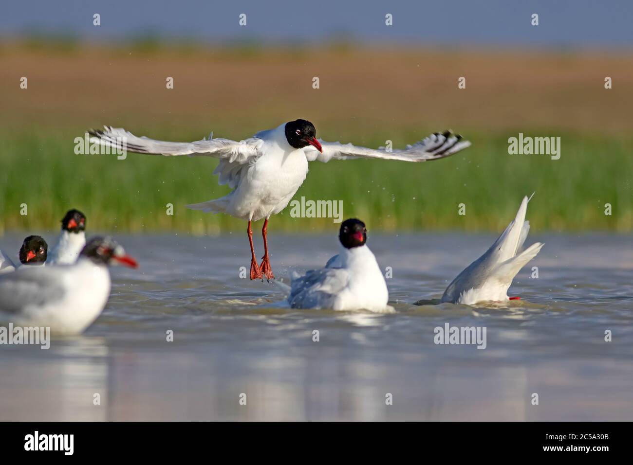 Nature and birds. White Gulls. Blue green nature background. Bird ...