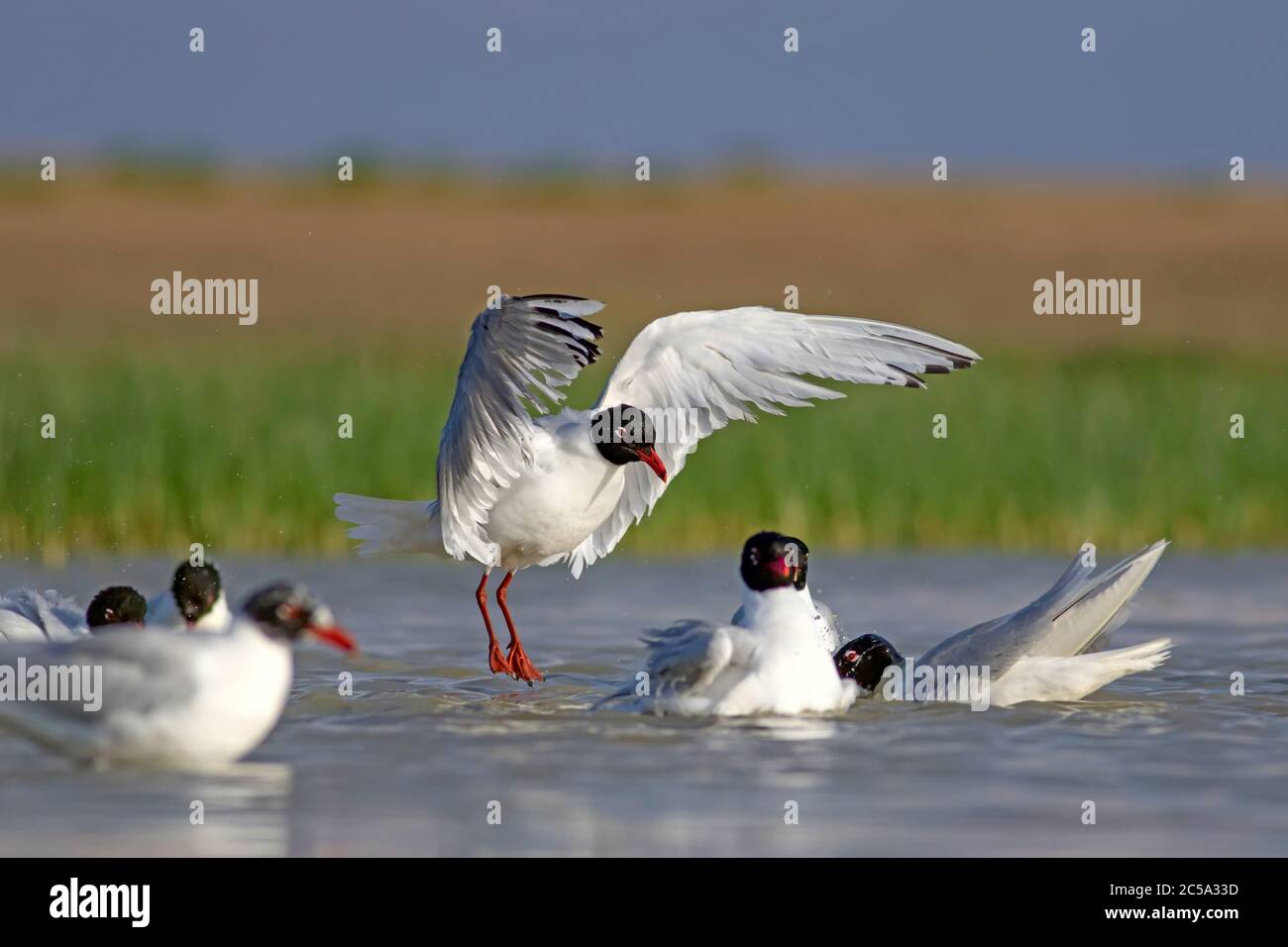 Nature and birds. White Gulls. Blue green nature background. Bird ...