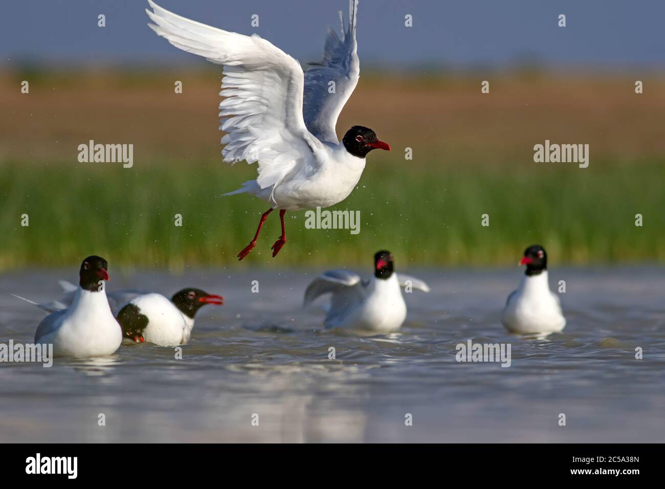Nature and birds. White Gulls. Blue green nature background. Bird ...