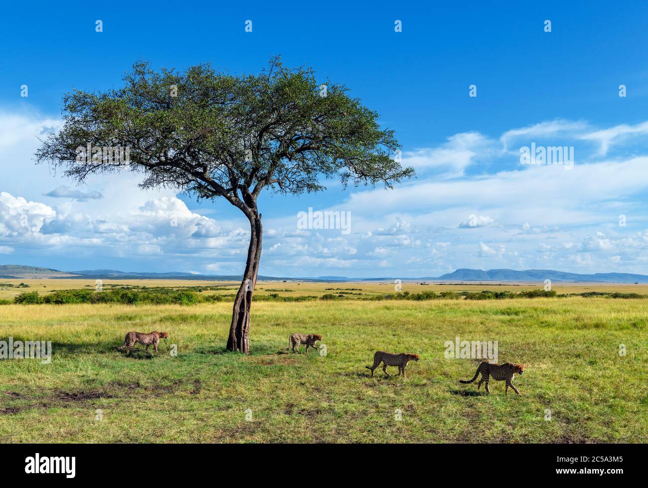 African Savanna Landscape