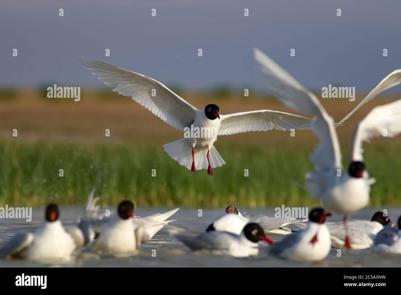 Nature and birds. White Gulls. Blue green nature background. Bird ...