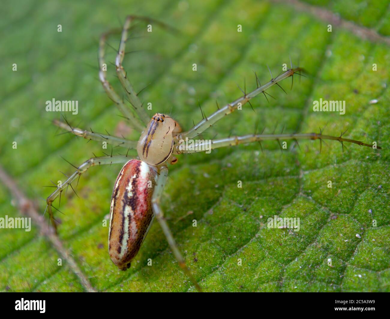 Macro photography of a garden spider on a solanum quitoense leaf ...