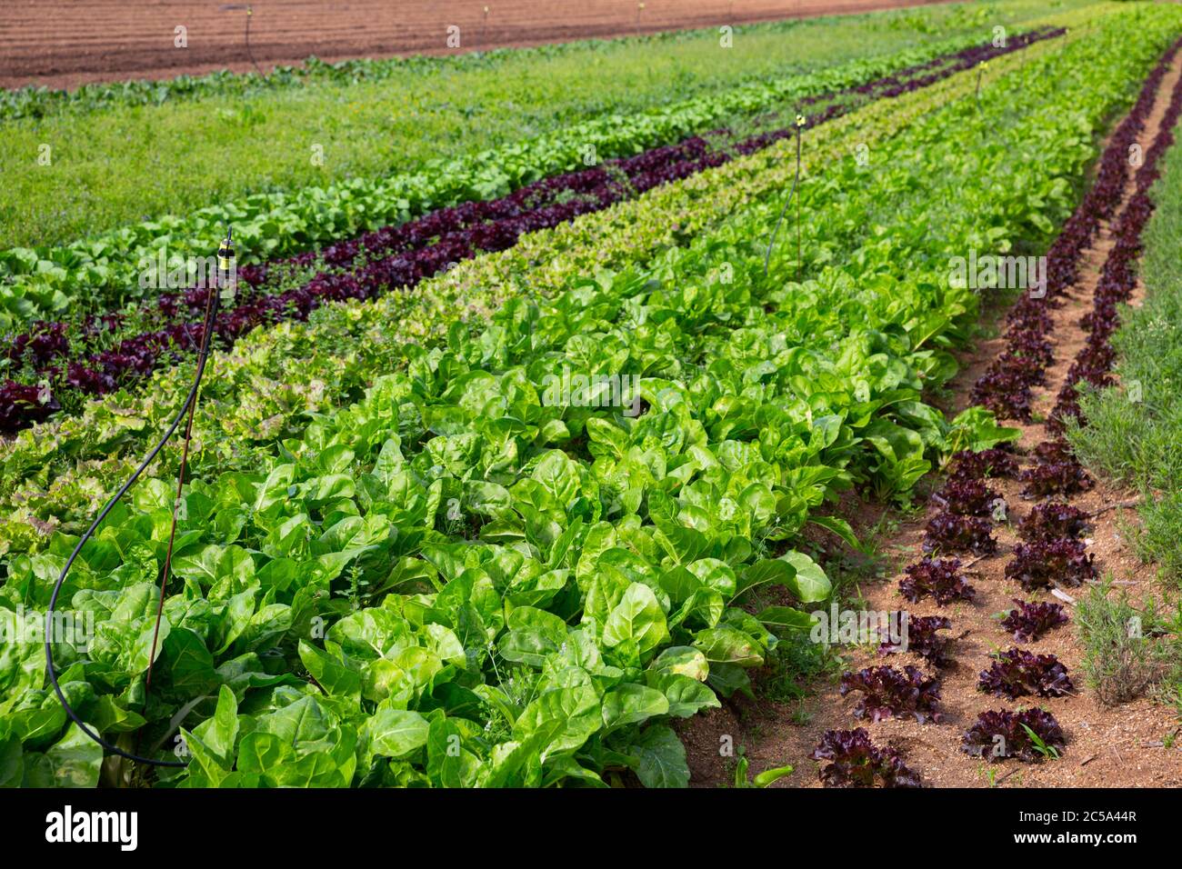View of farm field planted with ripening varieties of organic leafy ...