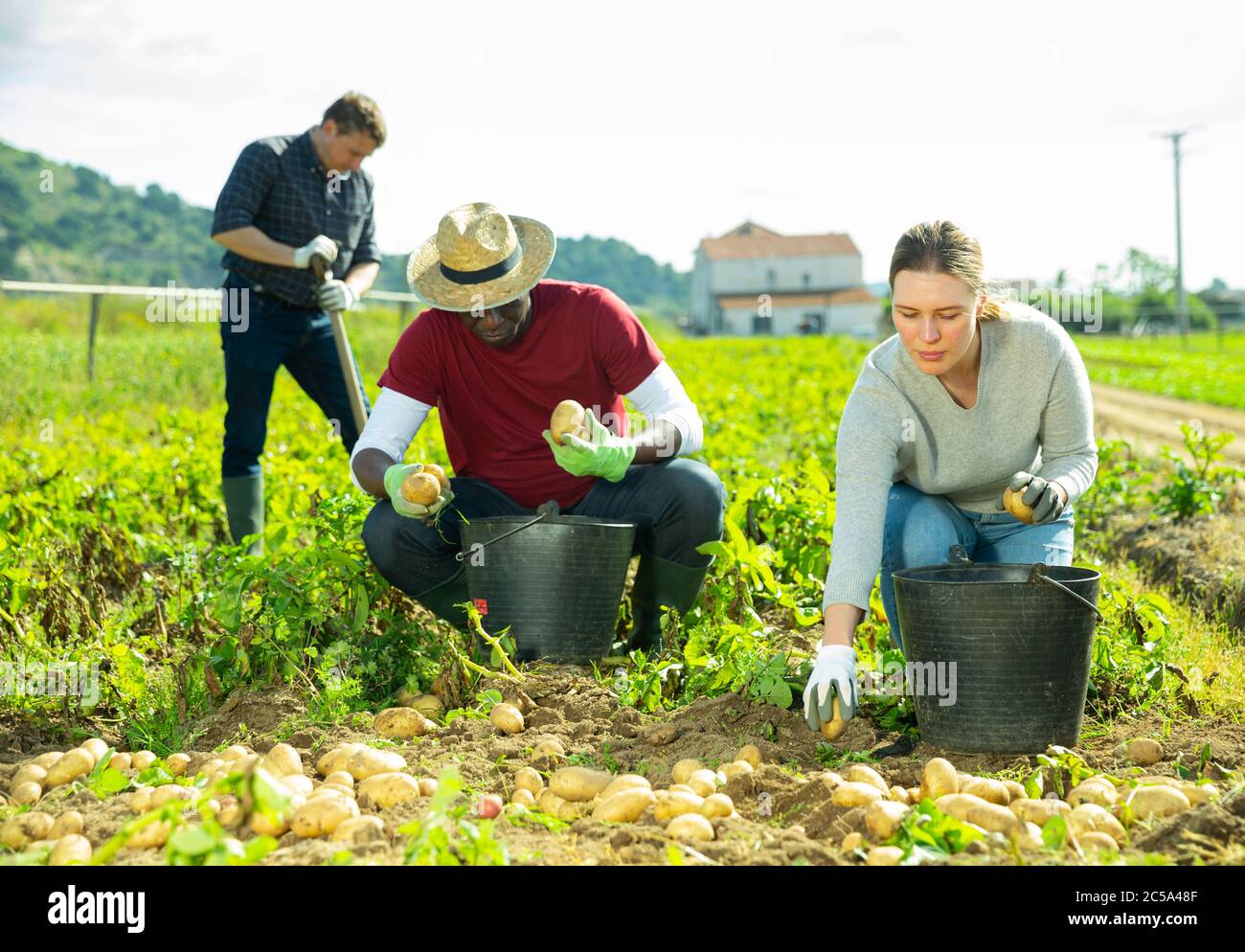 Group of people gathering crop of early potatoes on farm field. Harvest ...