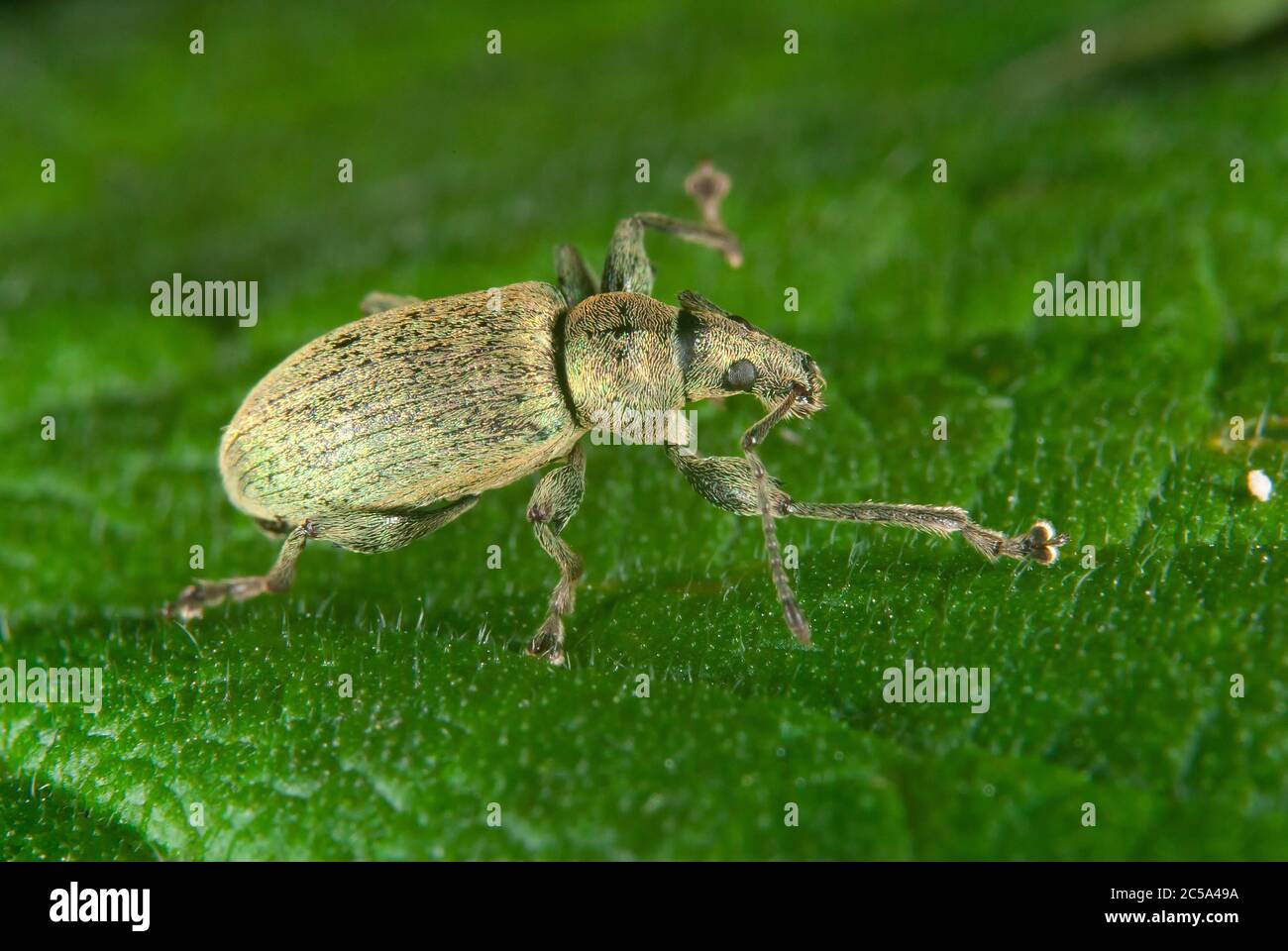 The Broad-nosed weevil (Polydrusus formosus Stock Photo - Alamy