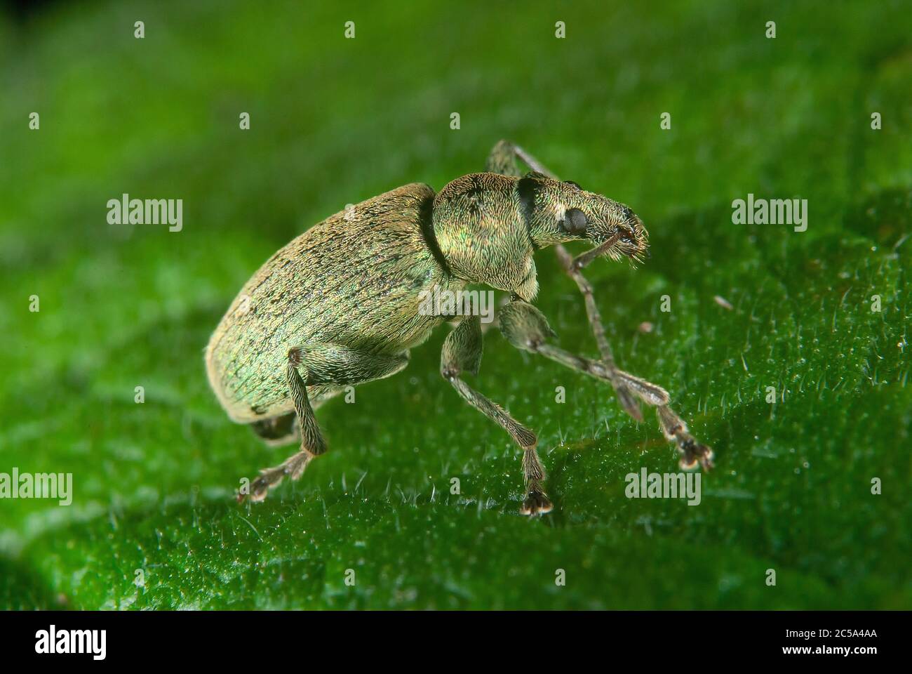 Polydrusus formosus hi-res stock photography and images - Alamy