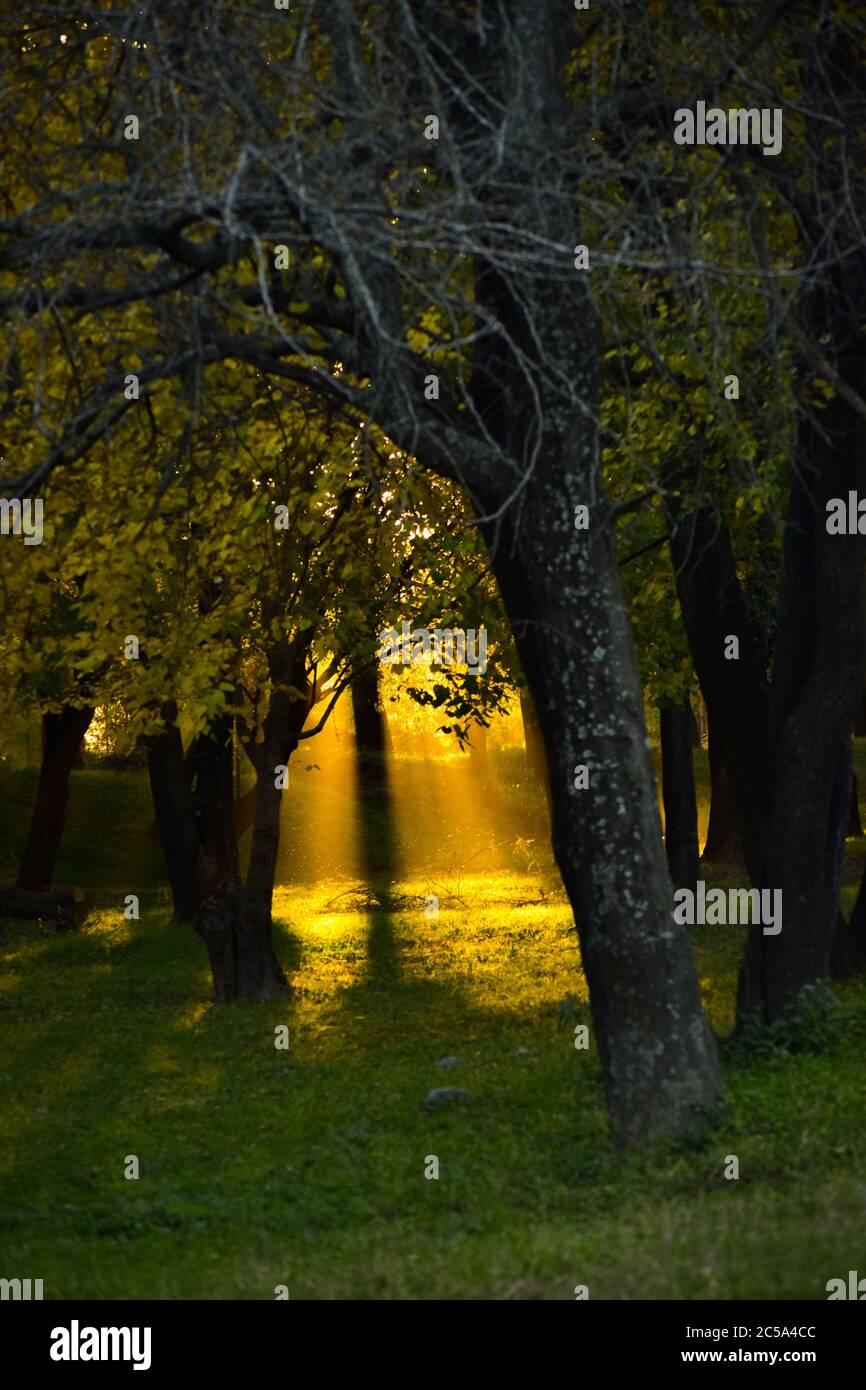 Sun rays shining on the ground through trees in a garden Stock Photo ...