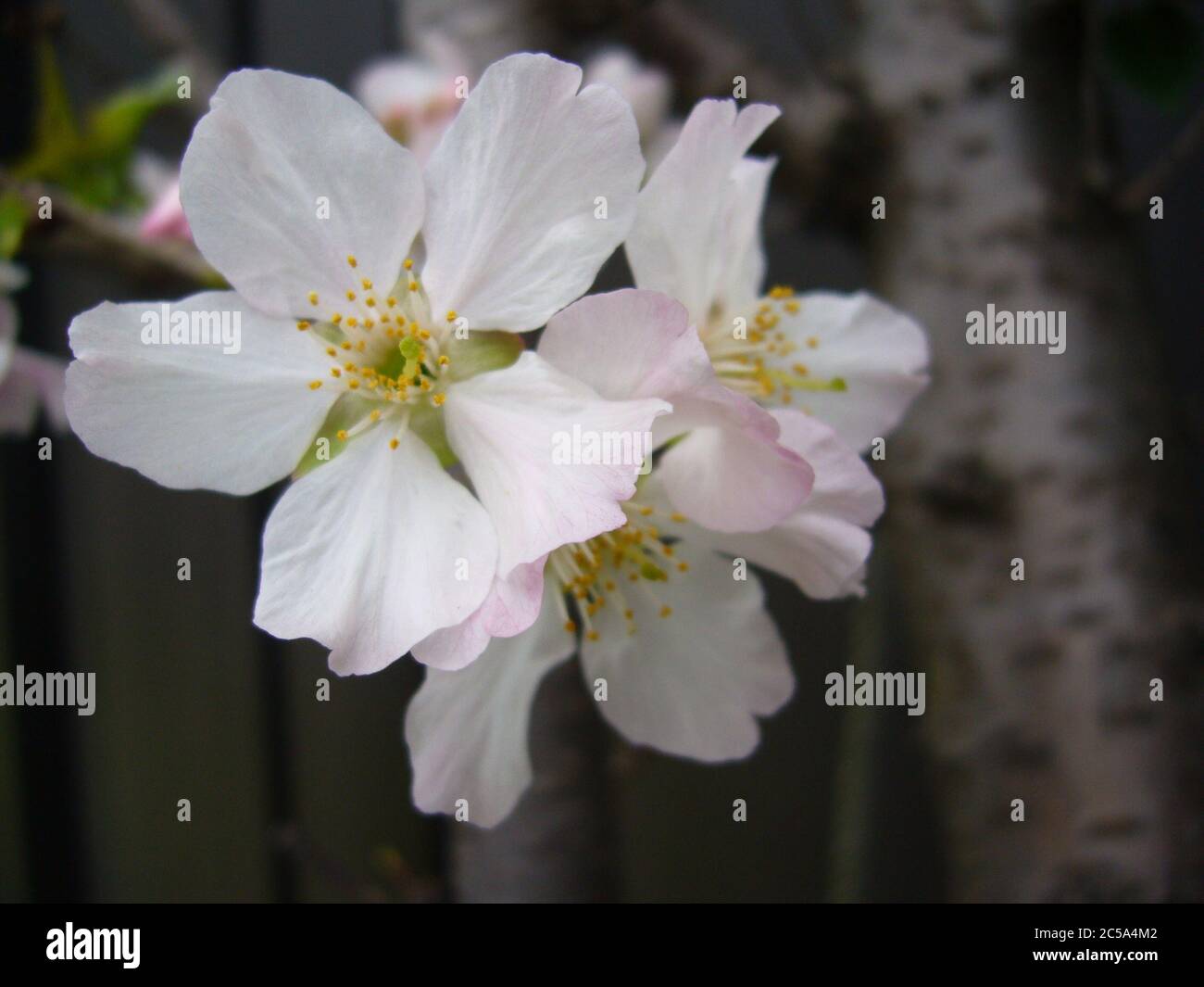 Closeup shot of cute flowers growing on a tree branch Stock Photo - Alamy