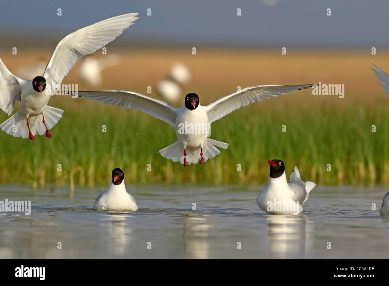 Flying Gull. Blue green nature background. Bird: Mediterranean Gull ...