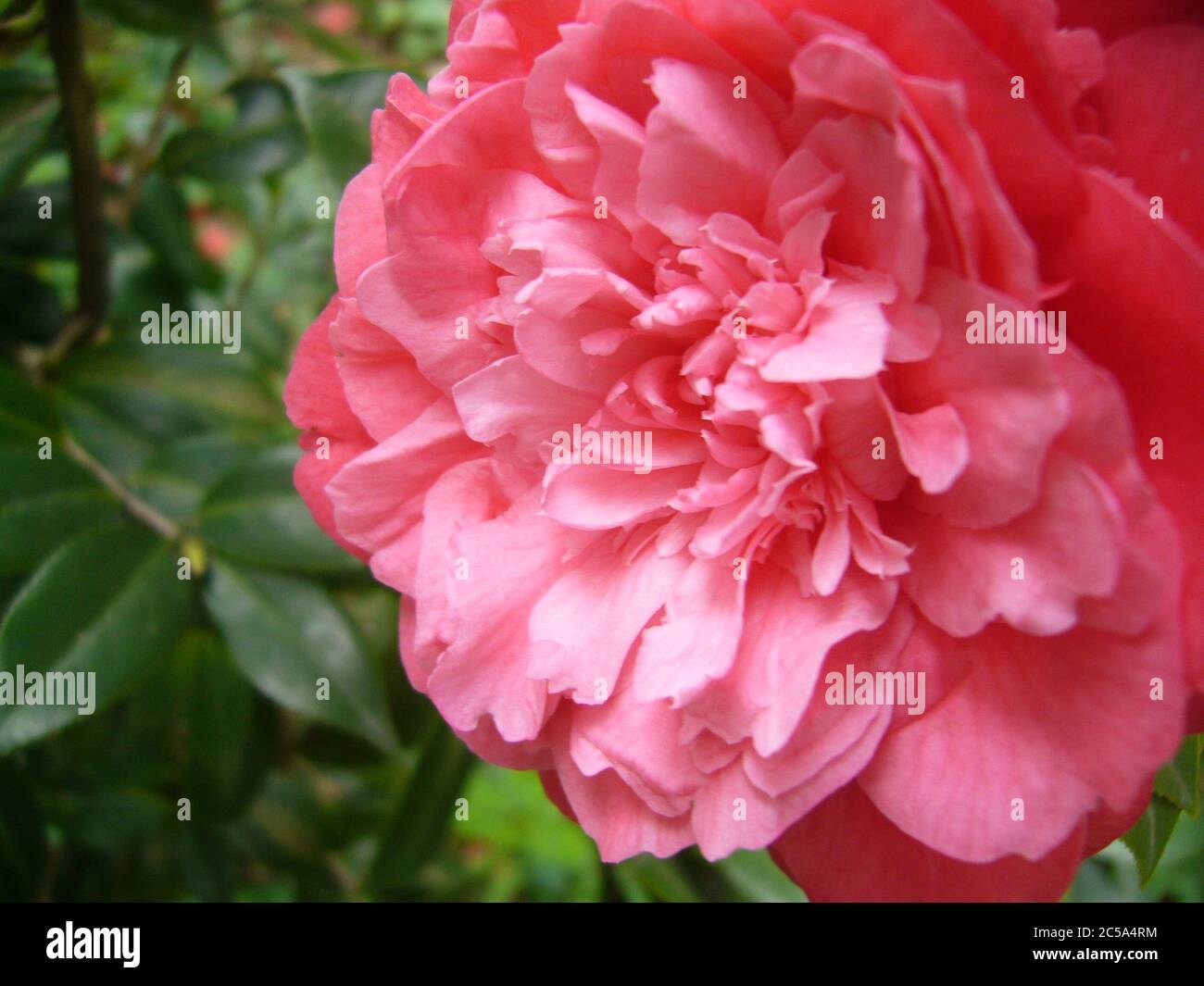 Closeup shot of a beautiful Camellia under the sunlight Stock Photo - Alamy