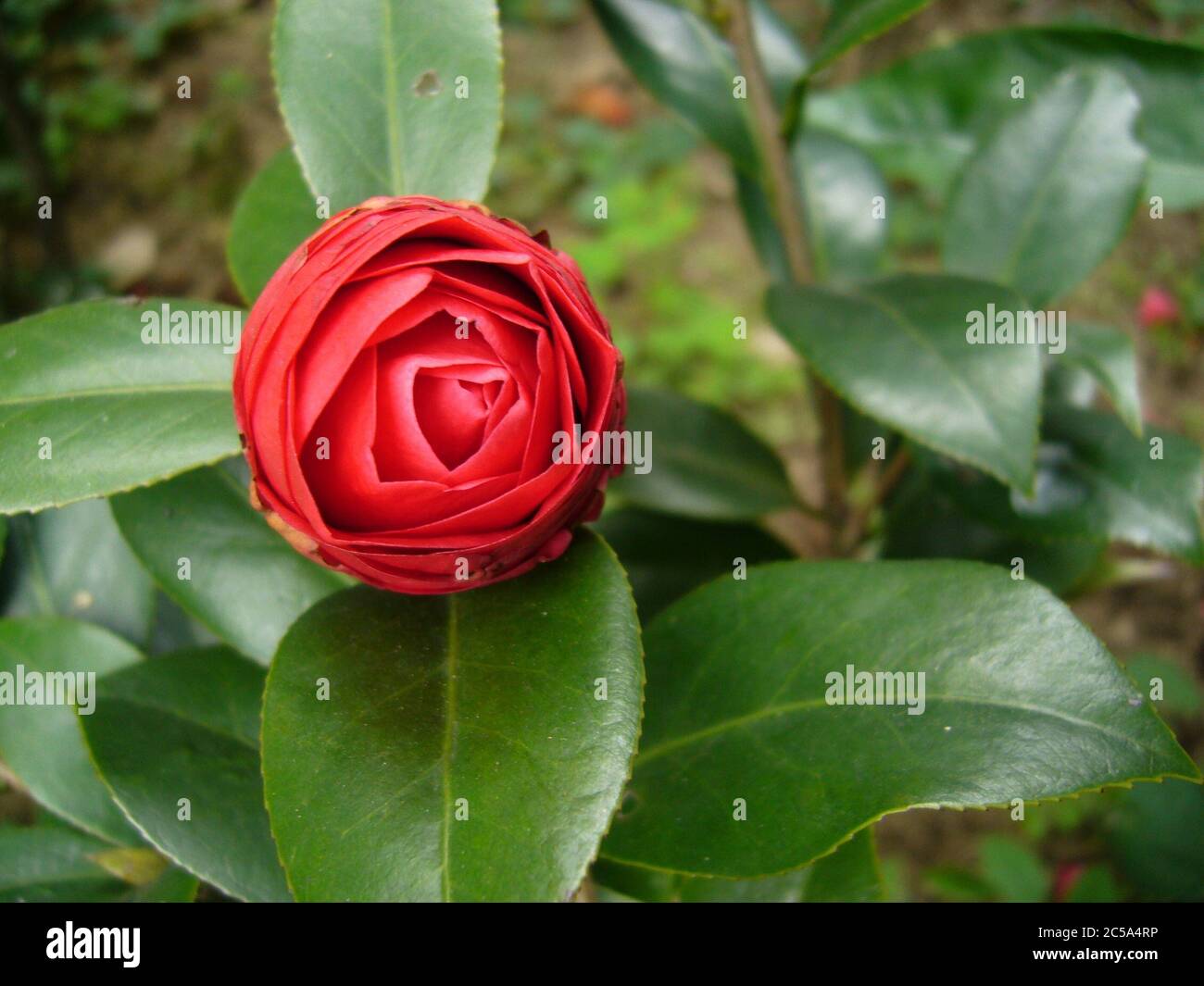 Closeup shot of a beautiful Camellia under the sunlight Stock Photo - Alamy