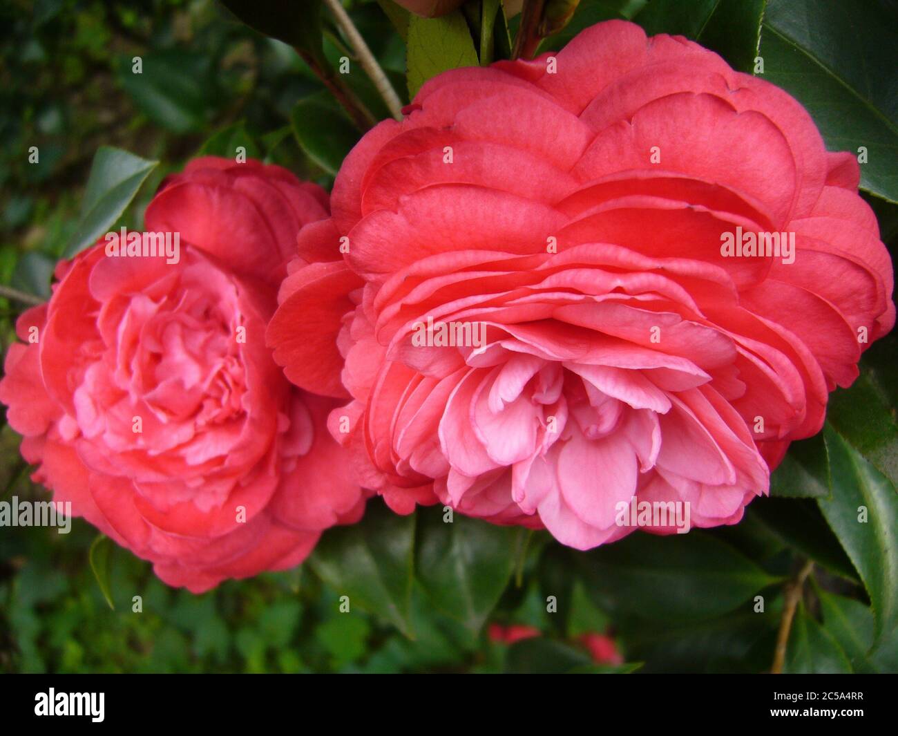Closeup shot of a beautiful Camellia under the sunlight Stock Photo - Alamy