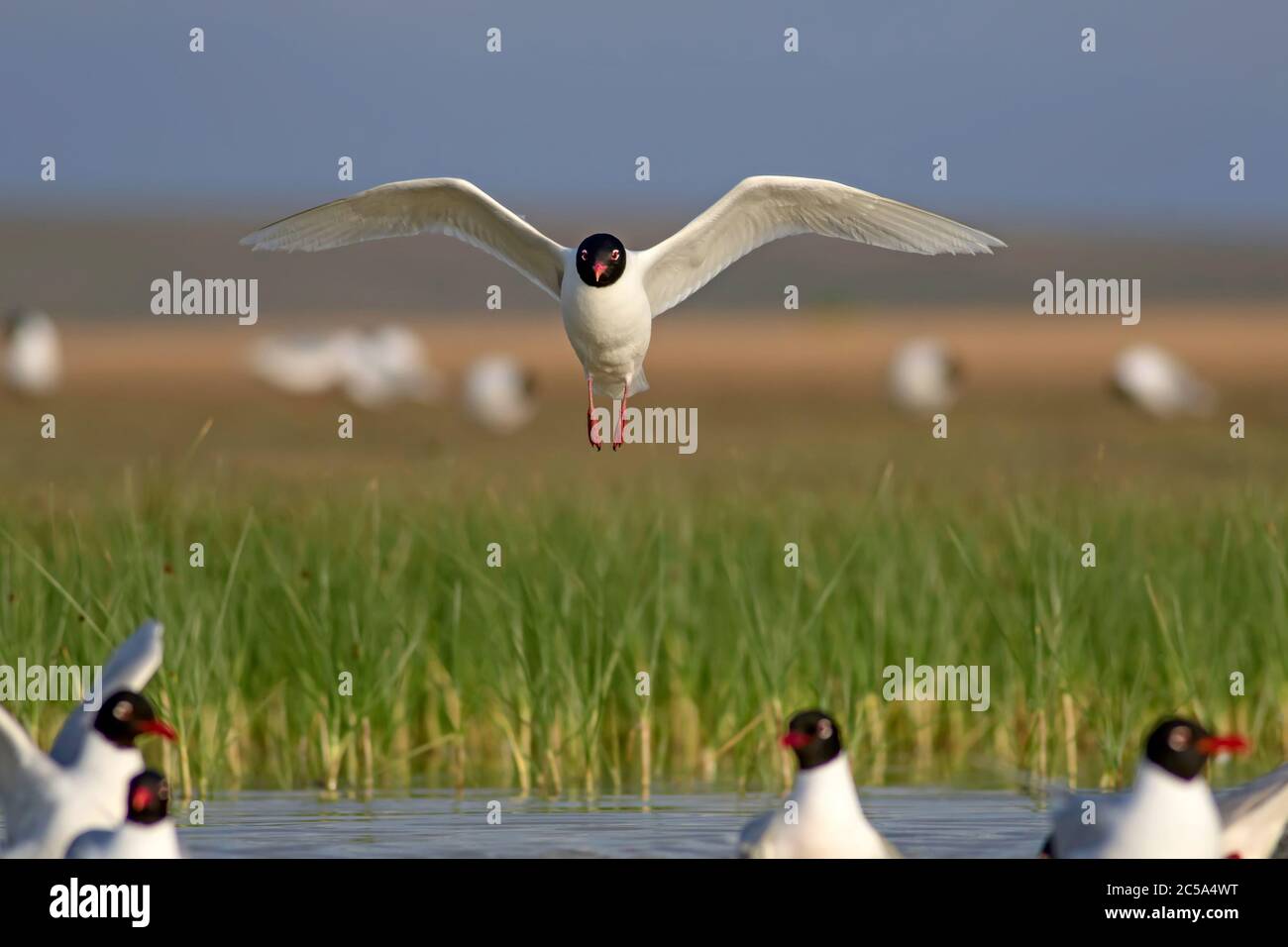 Flying Gull. Blue green nature background. Bird: Mediterranean Gull ...