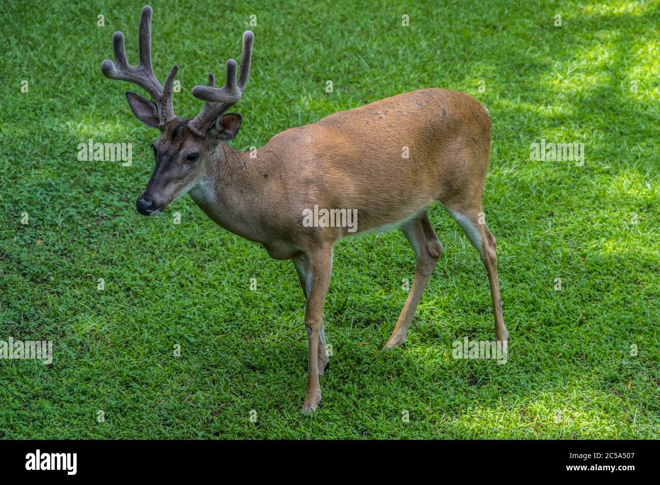 A single whitetail male deer young buck standing quietly in the yard ...