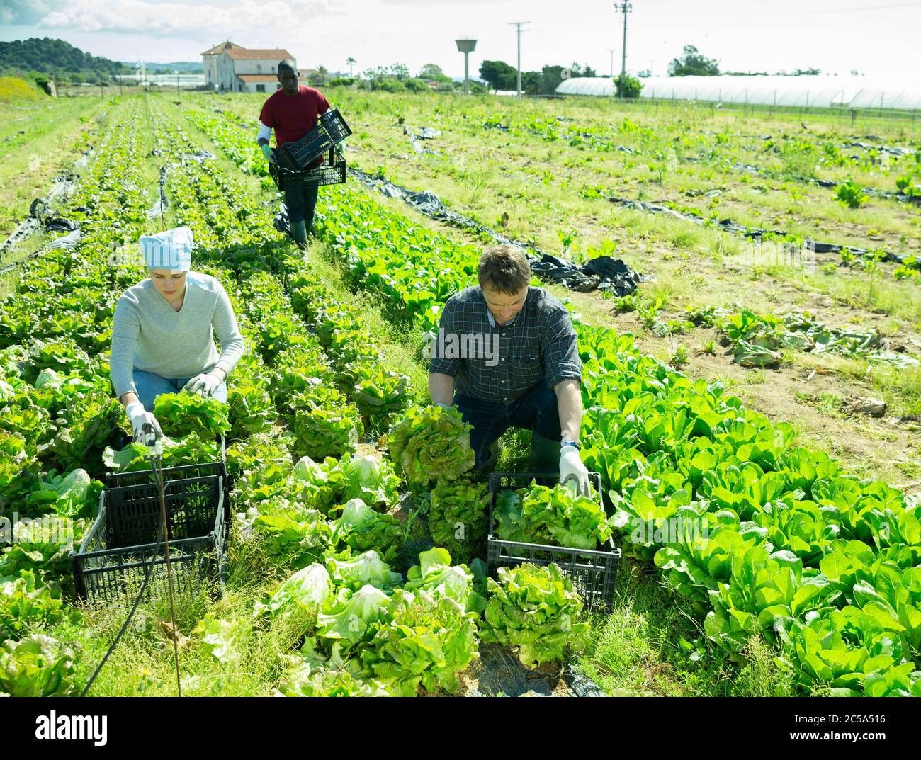 Workers harvesting and stack fresh lettuce in boxes on a plantation ...
