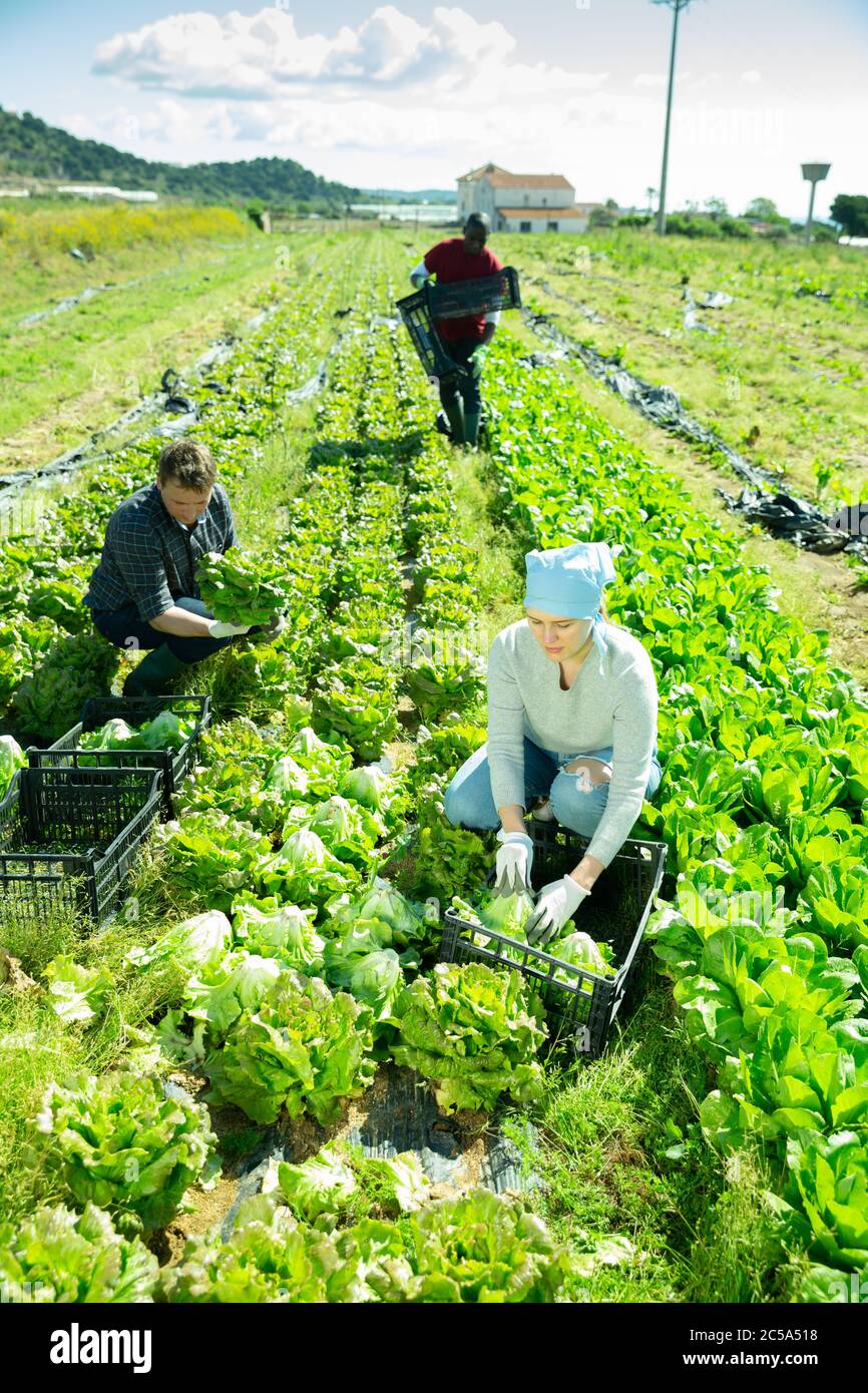 Multinational group of people working on green lettuce plantation on ...