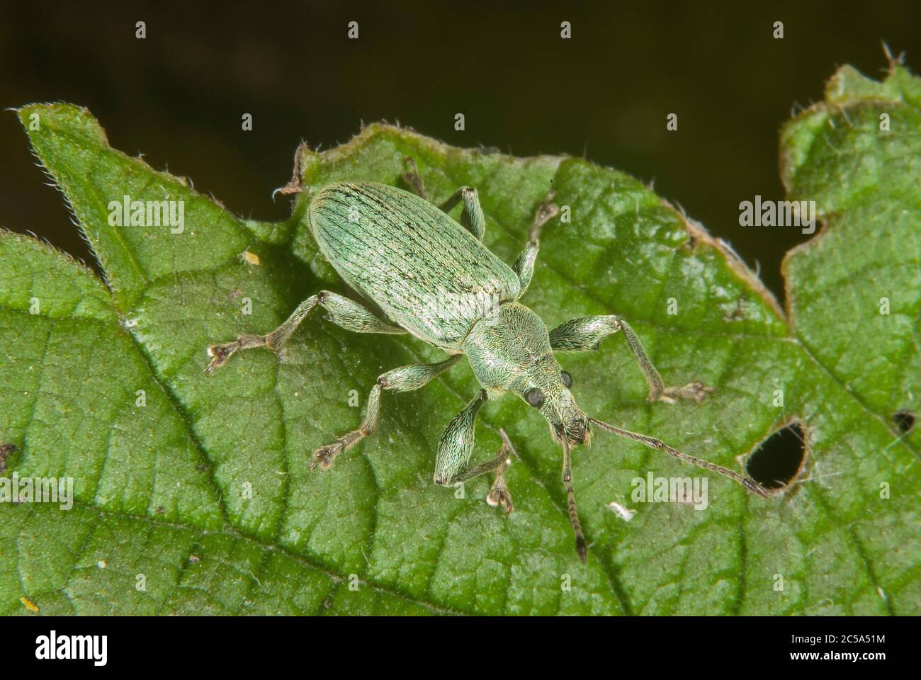 The Broad-nosed weevil (Polydrusus formosus Stock Photo - Alamy