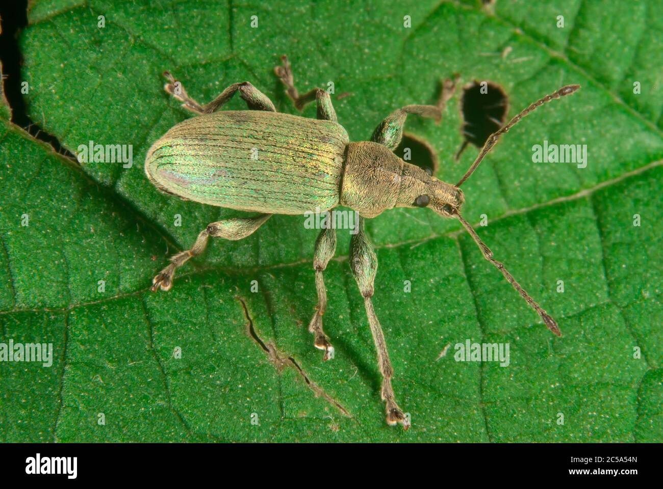 The Broad-nosed weevil (Polydrusus formosus Stock Photo - Alamy