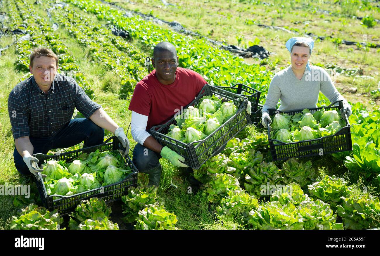 Portrait three positive farmers hi-res stock photography and images - Alamy