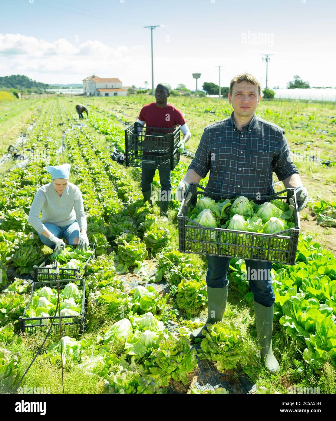 Workers harvesting and stack fresh lettuce in boxes on a plantation ...