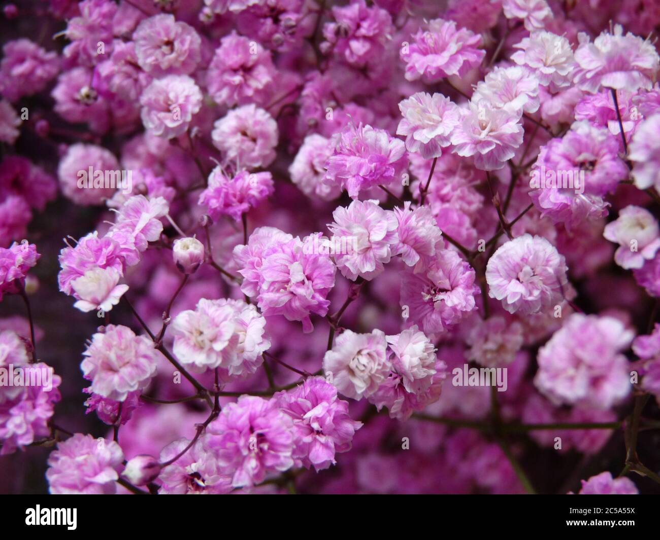 High angle shot of beautiful pink flowers bouquet Stock Photo - Alamy