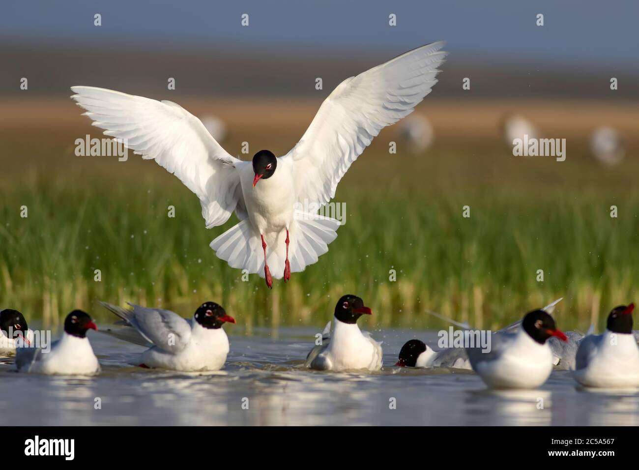 Nature and birds. White Gulls. Blue green nature background. Bird ...
