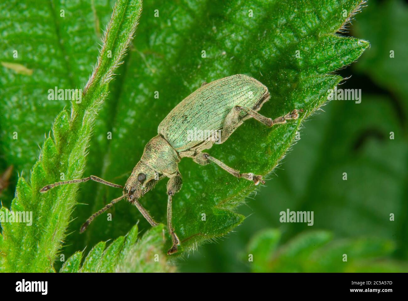 Polydrusus formosus hi-res stock photography and images - Alamy