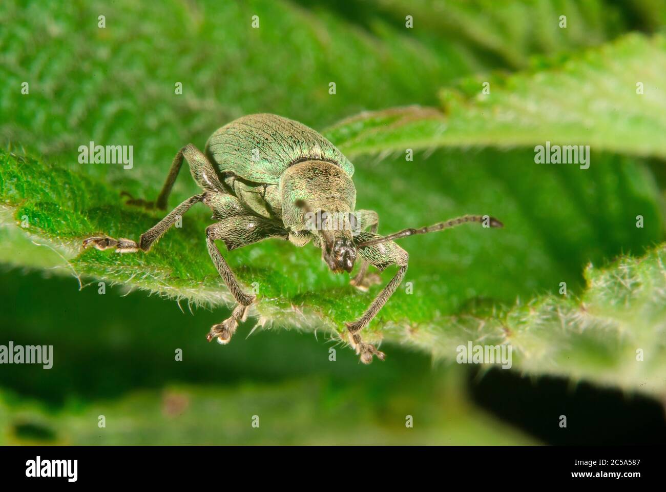 The Broad-nosed weevil (Polydrusus formosus Stock Photo - Alamy