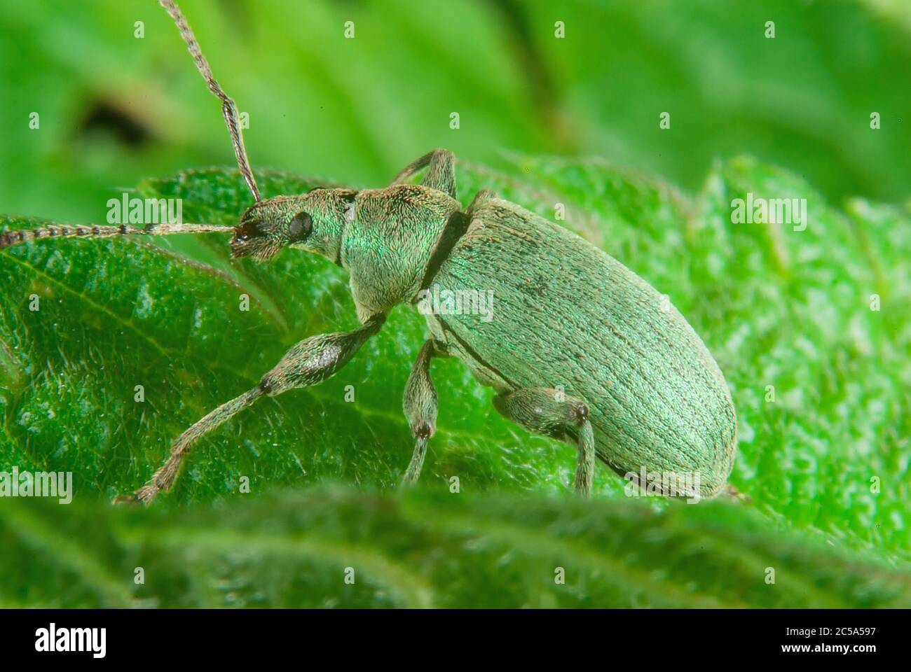 The Broad-nosed weevil (Polydrusus formosus Stock Photo - Alamy