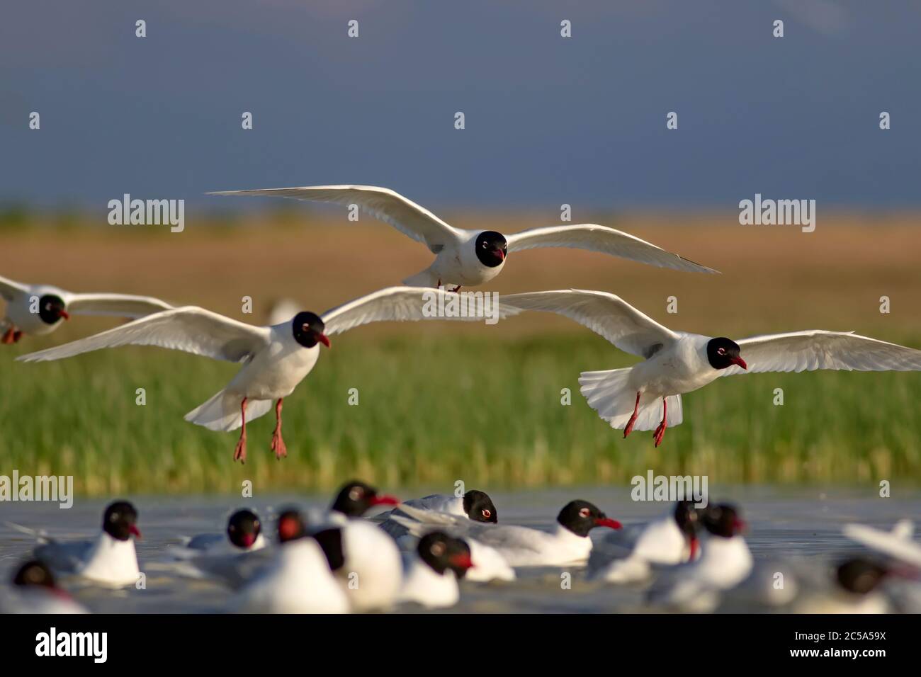 Nature and birds. White Gulls. Blue green nature background. Bird ...
