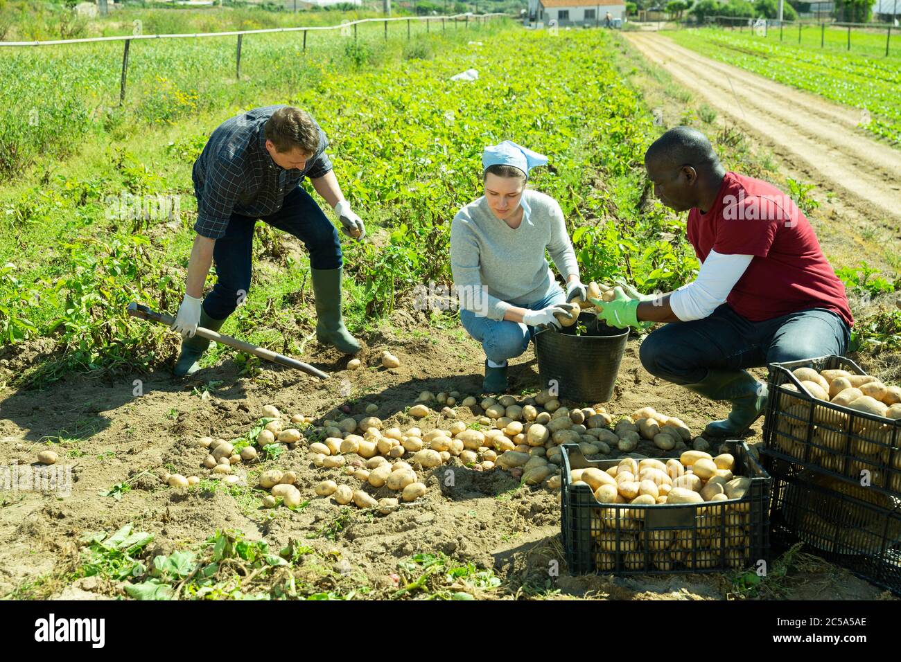 Group of people gathering crop of early potatoes on farm field. Harvest ...