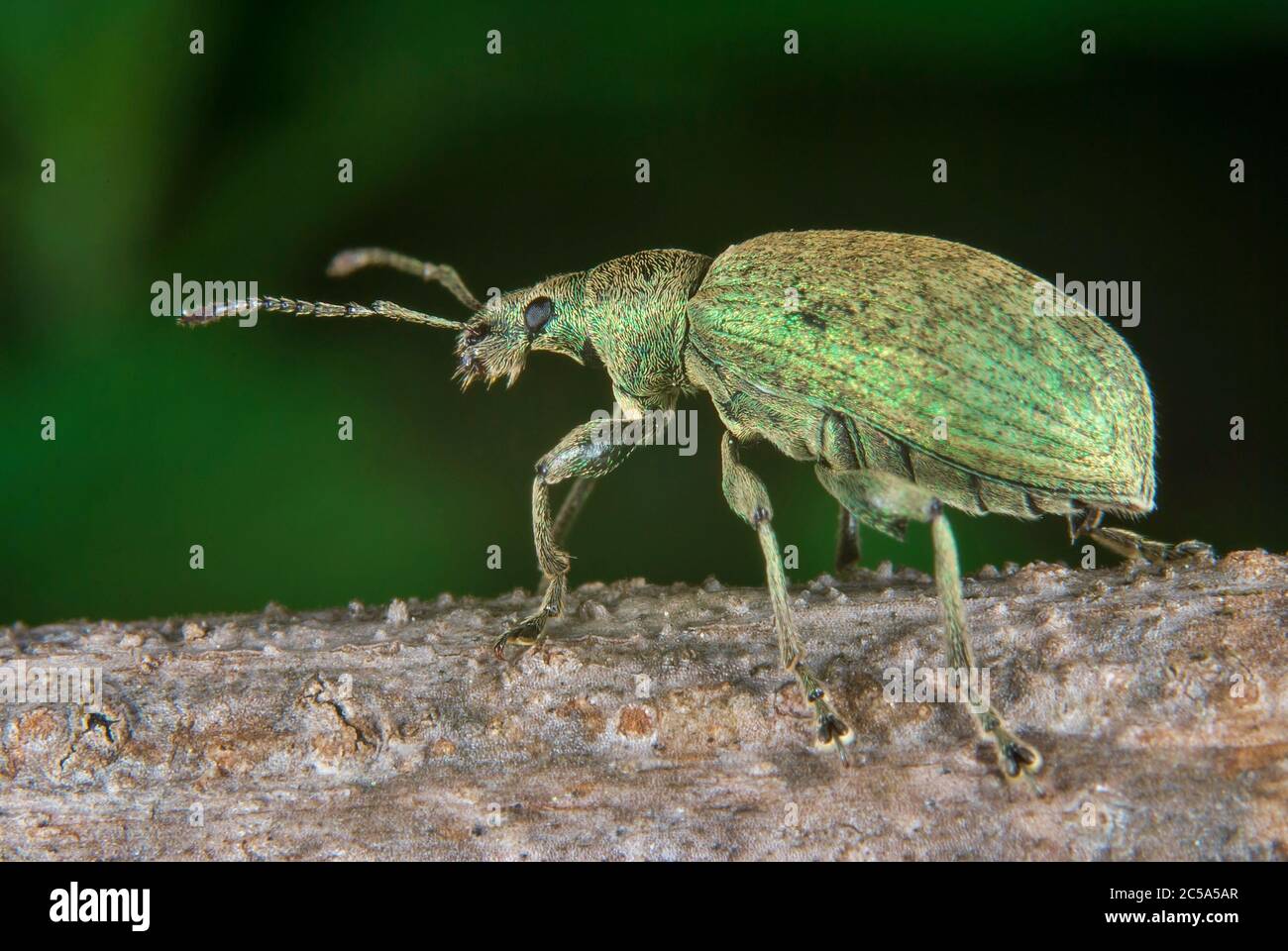 The Broad-nosed weevil (Polydrusus formosus Stock Photo - Alamy