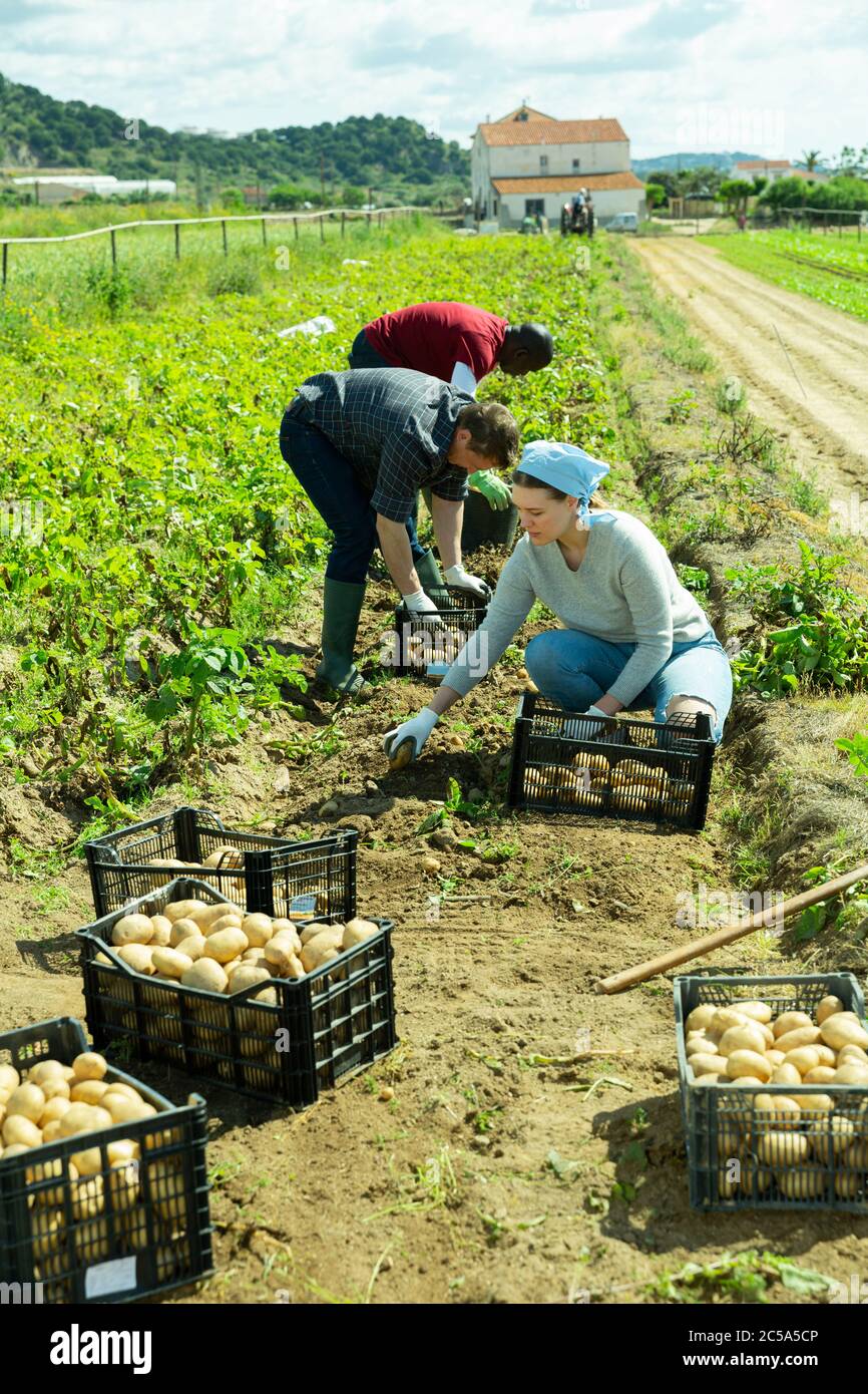 Portrait of gardeners sorting potatoes during harvesting outdoor Stock ...