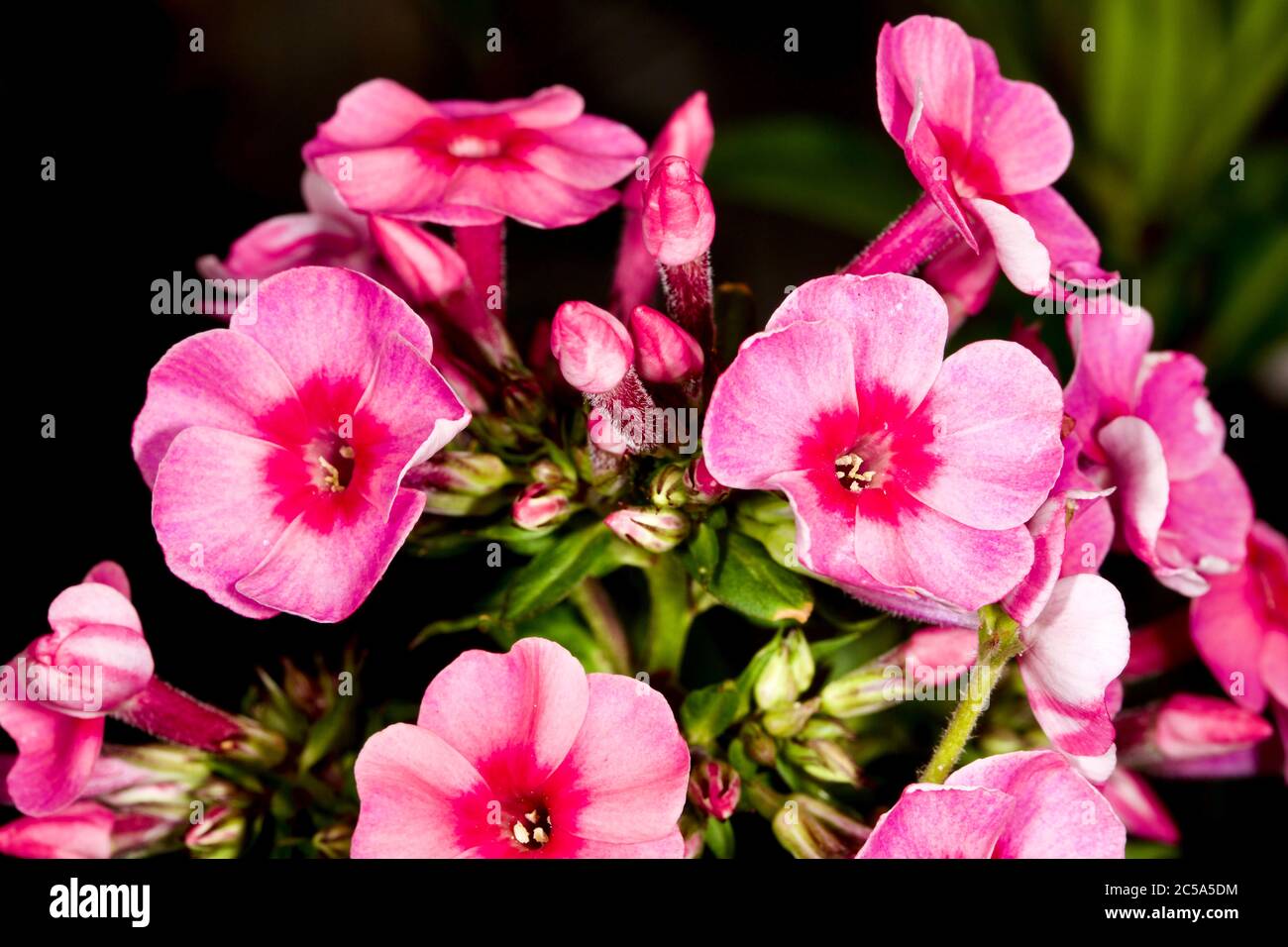 Dark pink eye hi-res stock photography and images - Alamy