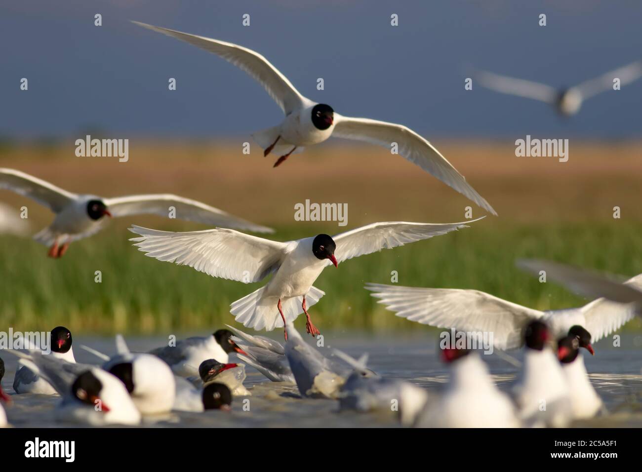 Nature and birds. White Gulls. Blue green nature background. Bird ...