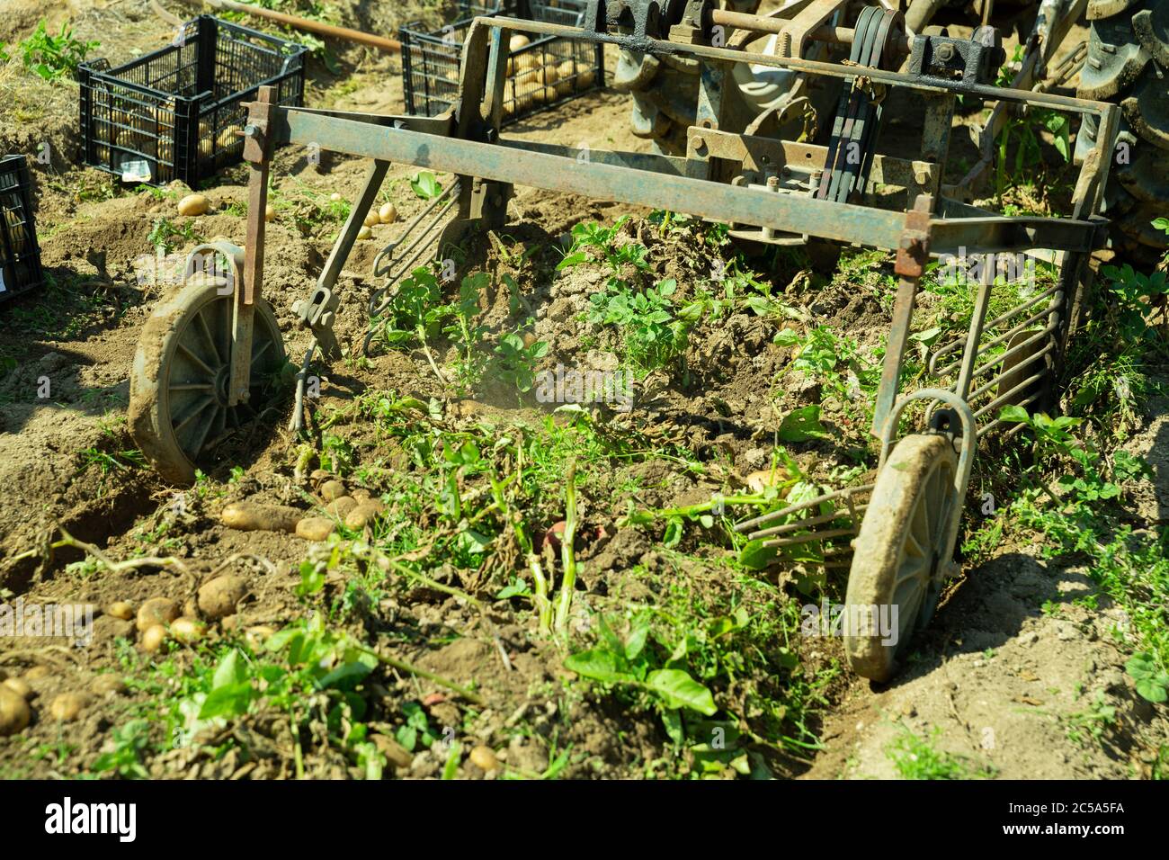 Closeup of small potato digger machine working on field, lifting ...