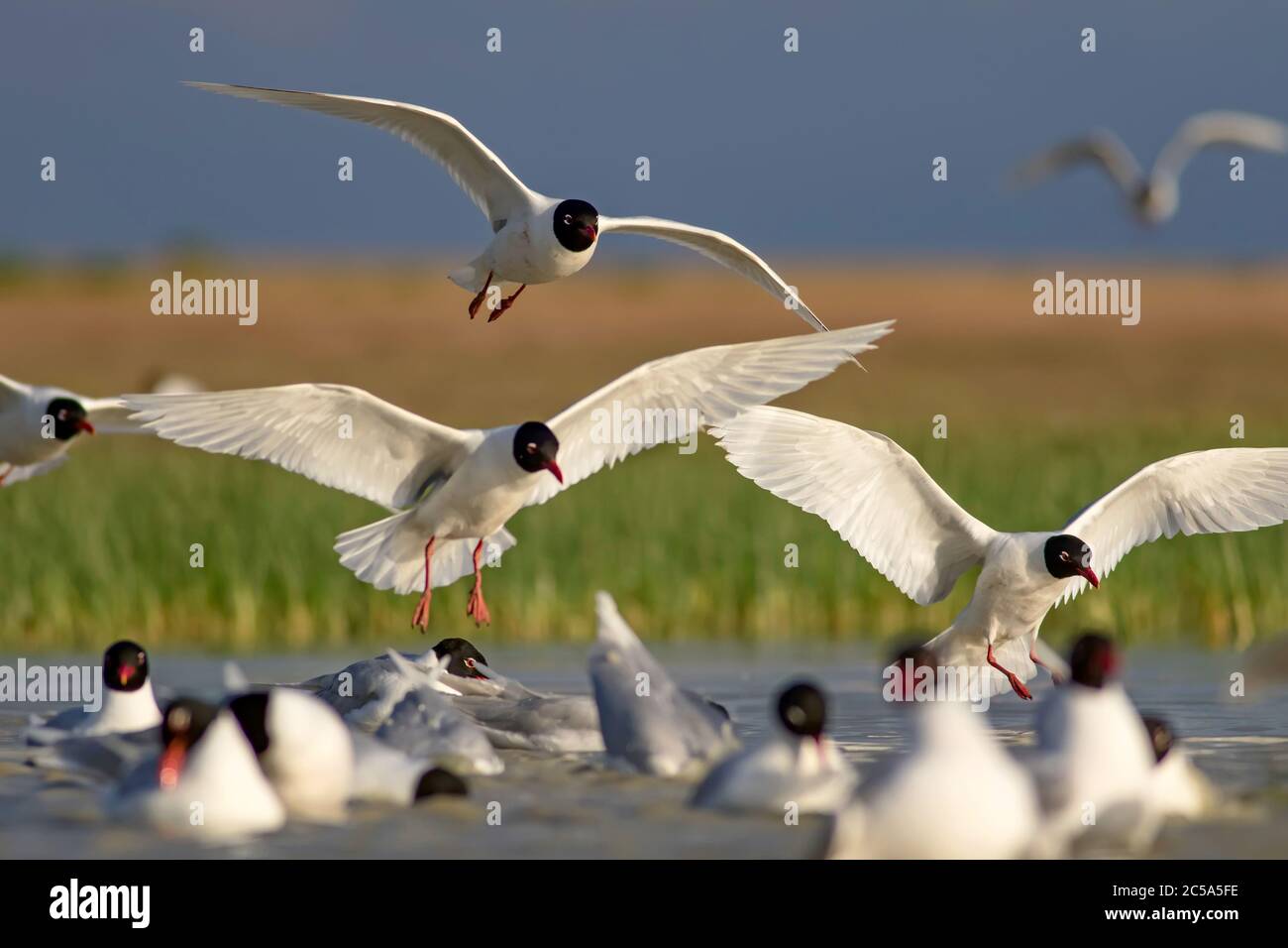 Nature and birds. White Gulls. Blue green nature background. Bird ...