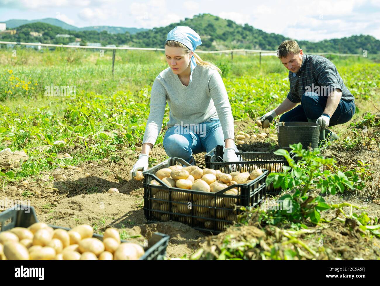 Successful farm family gathering crop of organic potatoes on field ...