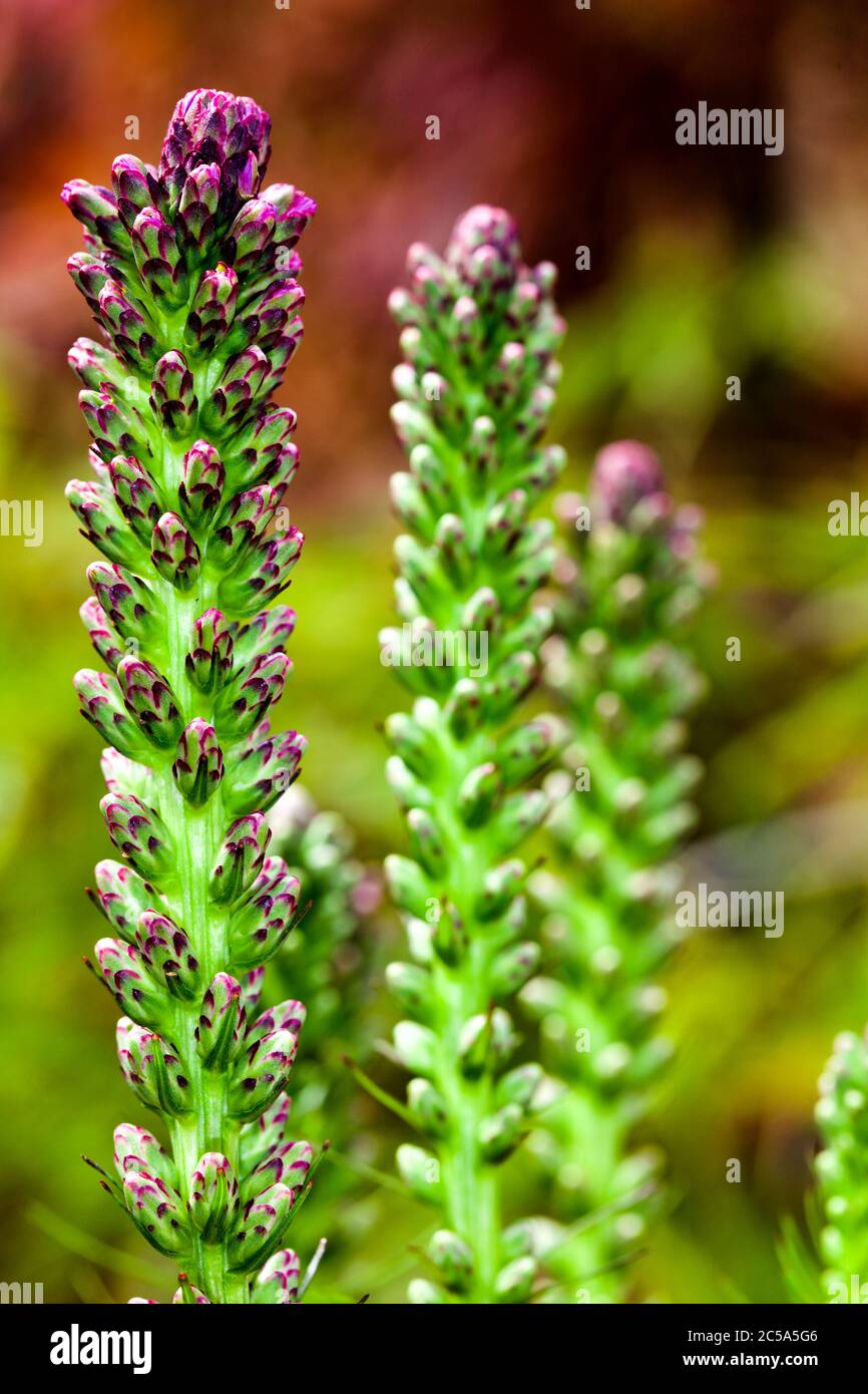 Liatris spicata 'Kobold' gay feather Stock Photo - Alamy
