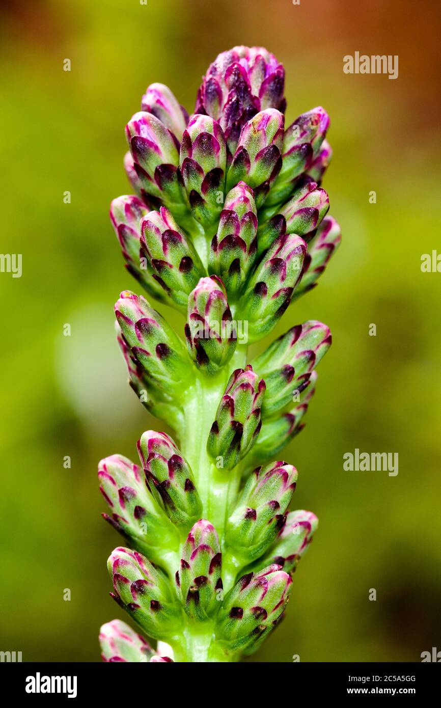 Liatris spicata 'Kobold' gay feather Stock Photo - Alamy